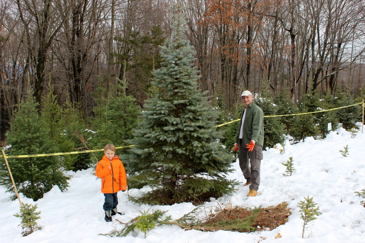 Finding the ‘Perfect’ Christmas Tree at Windswept Tree Farm ...
