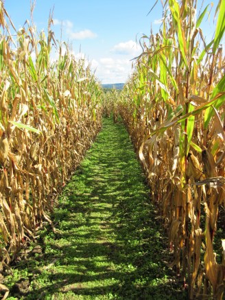 Explore Autumn at Harris Hill Farm, New Milford – Candlewood Lake Magazine